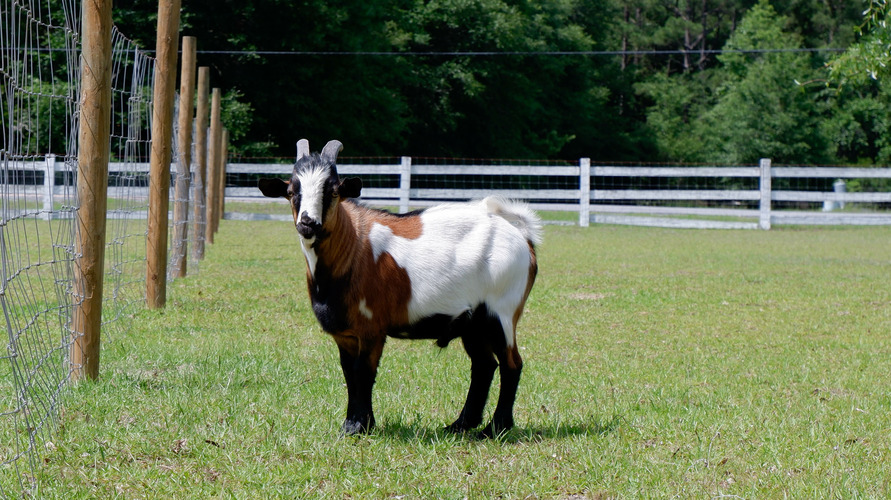 Meat Goat Breeds: A Comparison - Goat Journal